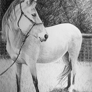 Black and white images for sale Australian Artist - Avril Thomas
